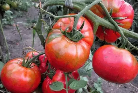 Tomate brong Zocker: Charakteristiken an d'Beschreiwung vun der Varietéit, d'Rendungsfroen Foto