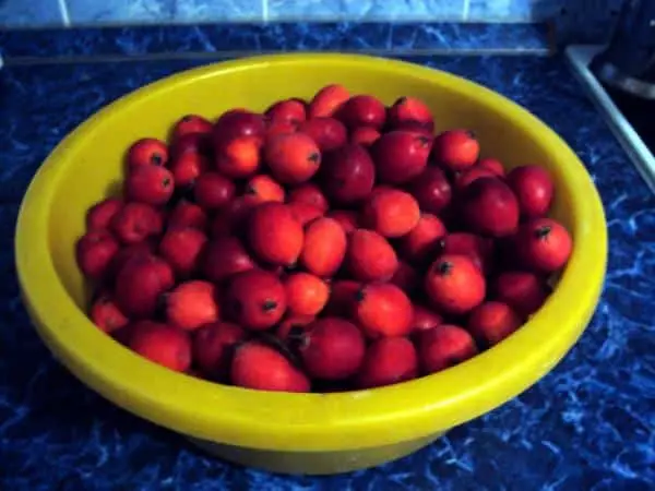 Obuoliai Ranetki.