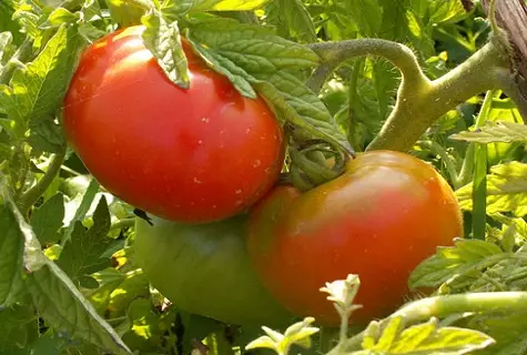 Pomidor erkən