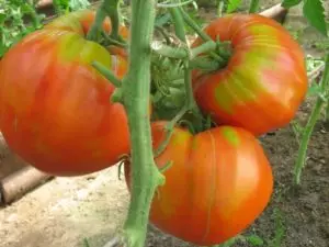 Karakteristyk en beskriuwing fan tomaat rafting fleis sahafhic