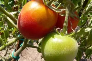 Scherazade tomate barietateen deskribapena eta haren ezaugarriak