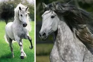 Description des chevaux de la race andalouse, des avantages et des inconvénients, comment contenir et coûter