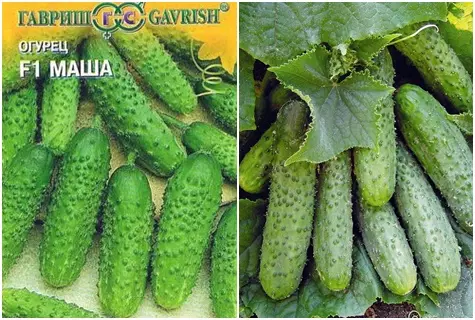Cucumber Seeds Masha.