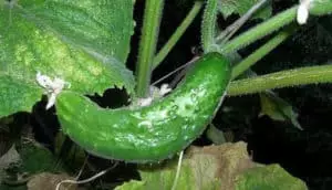 Why cucumbers can grow crochet in a greenhouse and open soil, which they are missing