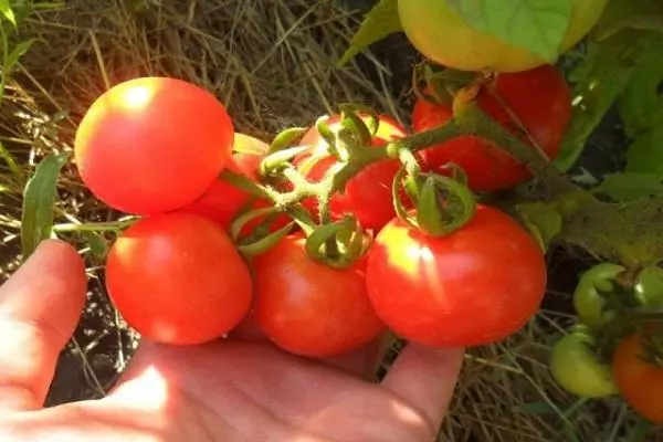 Välj tomater
