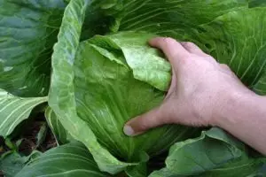 How to deal with a black leg in the cabbage, what to do, the right treatment