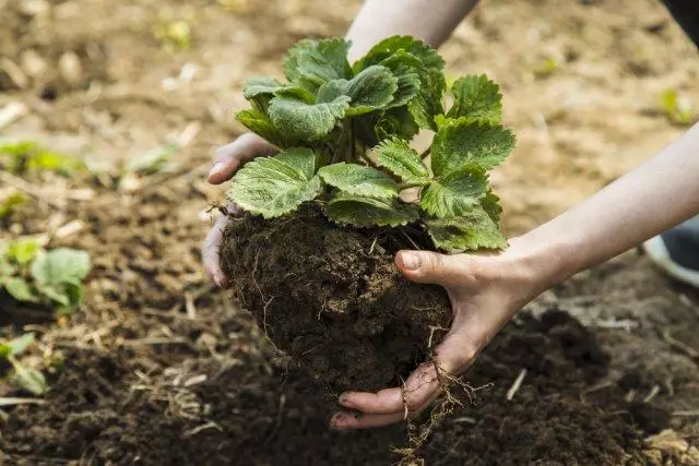 Strawberry plant