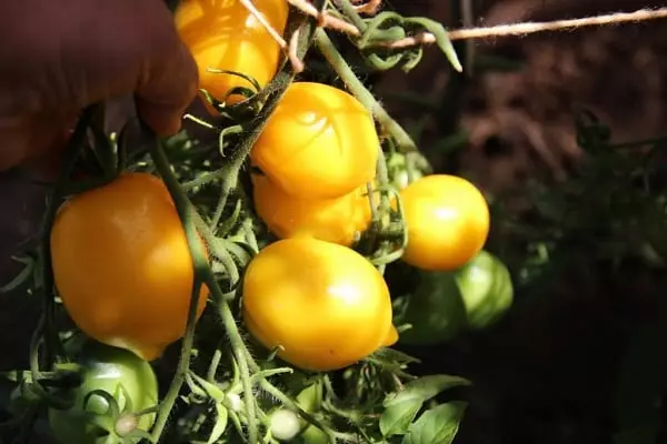 Citrusi tužan.