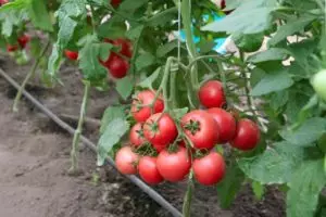 Merkmal und Beschreibung der Tomaten-Site-Geschenkfrau