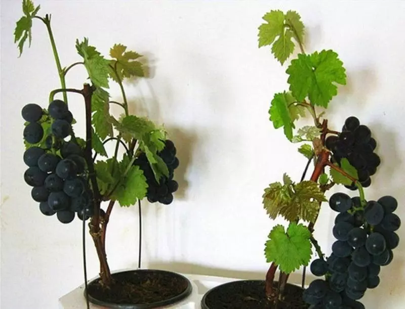 Rosnące winogrona w mieszkaniu