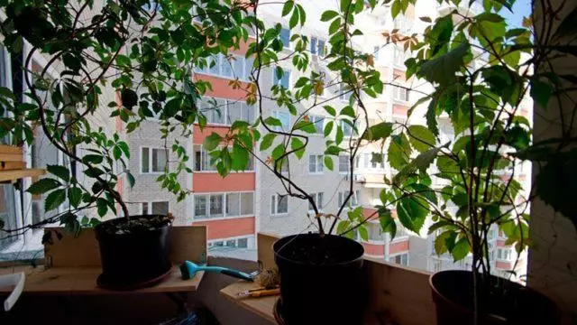 在公寓裡種植葡萄