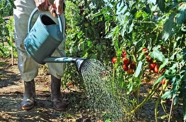 在花園裡澆水番茄