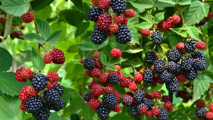 Os froitos de Blackberry