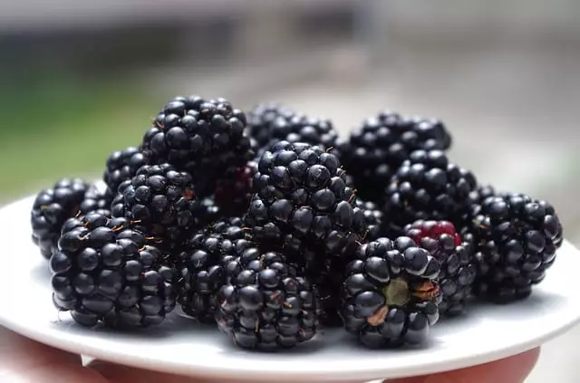 Blackberry Freshberry