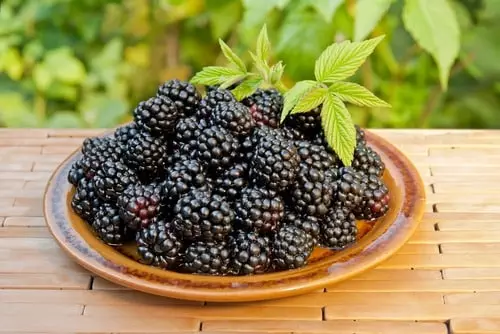 黑莓在盘子里