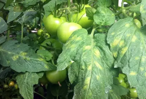 Tomato Clap Ariodio di taman