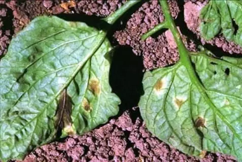 Tomat clapporiosa på bladene