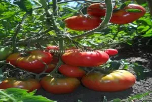 Charakteristiken an d'Beschreiwung vun Tomaten an Iwwerraschung Tomate