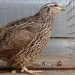 Quail Pharaoh: Description of the breed and characteristics, breeding and care 979_1