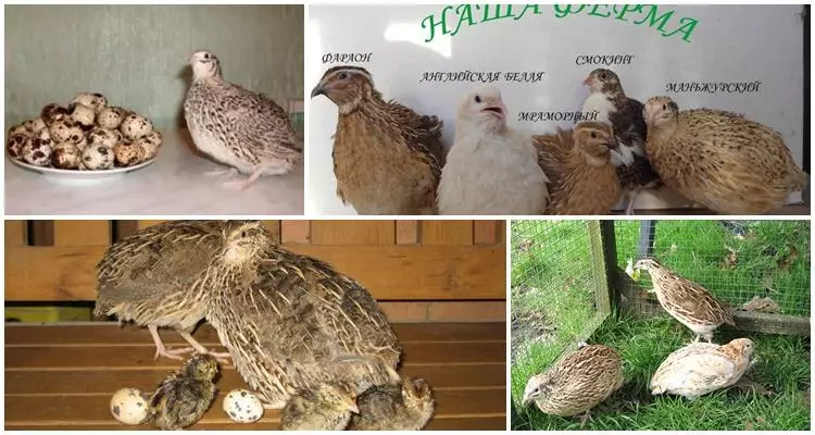 Many quails