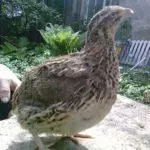 Quail Pharaoh: Description of the breed and characteristics, breeding and care 979_11