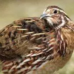 Quail Pharaoh: Description of the breed and characteristics, breeding and care 979_12