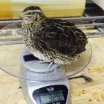 Quail Pharaoh: Description of the breed and characteristics, breeding and care 979_13