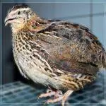 Quail Pharaoh: Description of the breed and characteristics, breeding and care 979_2