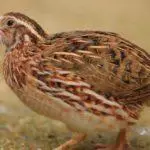 Quail Pharaoh: Description of the breed and characteristics, breeding and care 979_3