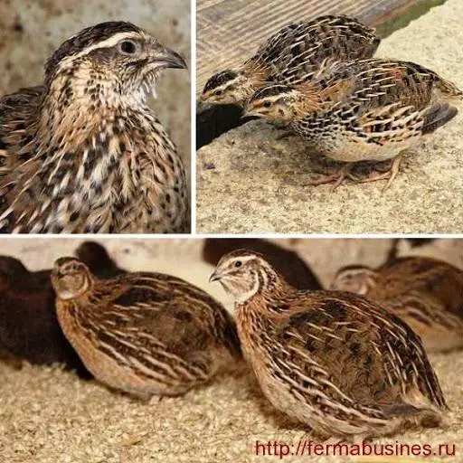 Quail Faraon