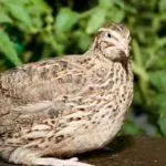 Quail Pharaoh: Description of the breed and characteristics, breeding and care 979_6