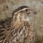 Quail Pharaoh: Description of the breed and characteristics, breeding and care 979_7