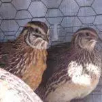 Quail Pharaoh: Description of the breed and characteristics, breeding and care 979_8