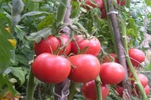 Pomidorų Casamori veislės ir jo savybių aprašymas
