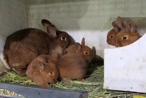 چھوٹے خرگوش