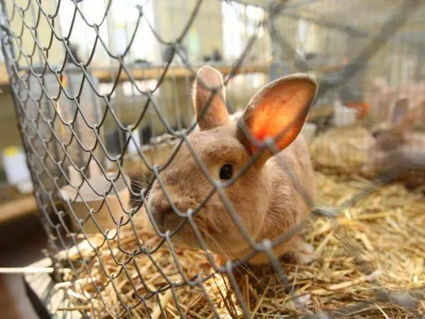 ایک پنجرا میں خرگوش