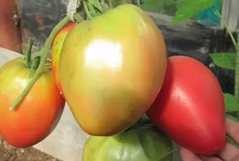 トマトの手