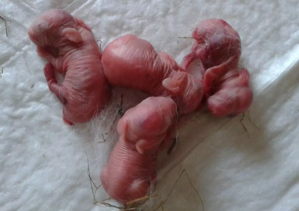 Rabbits recentemente nados