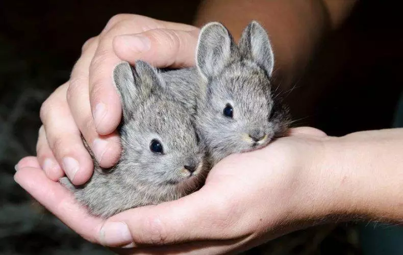 Kaniner i hender