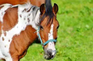 घोडा, लसीकरण आणि प्रतिबंध नियमांमध्ये इन्फ्लूएंझाचे लक्षणे