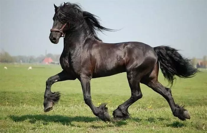 Frizijski konj