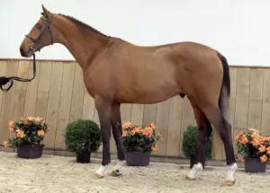 Характеристики голландських теплокровних коней і опис породи, розведення і догляд