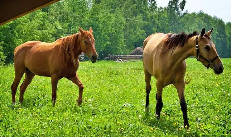 couple de chevaux