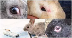 Prečo môžu oči králikov získať cestu a ako na liečbu doma