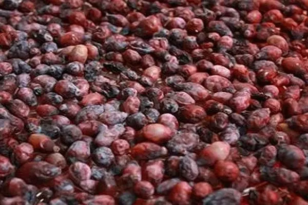 Faamagoina berries