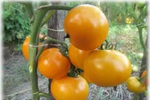 Descrizione della sana dietetica del pomodoro sani, di coltivazione e della varietà
