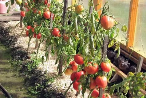 Pomidorai sunkiųjų Sibiro šiltnamyje