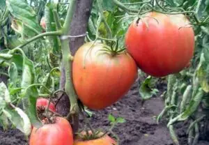 Karakteristikë dhe përshkrimi i shumëllojshmërisë së mbretit të domates Londër, rendimenti i saj
