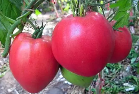 Pomidorų krūmai Sunkiųjų Sibiro