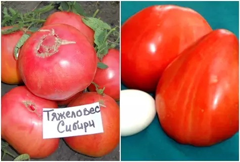 Tomato Heavyweight Siberia eo ambony latabatra